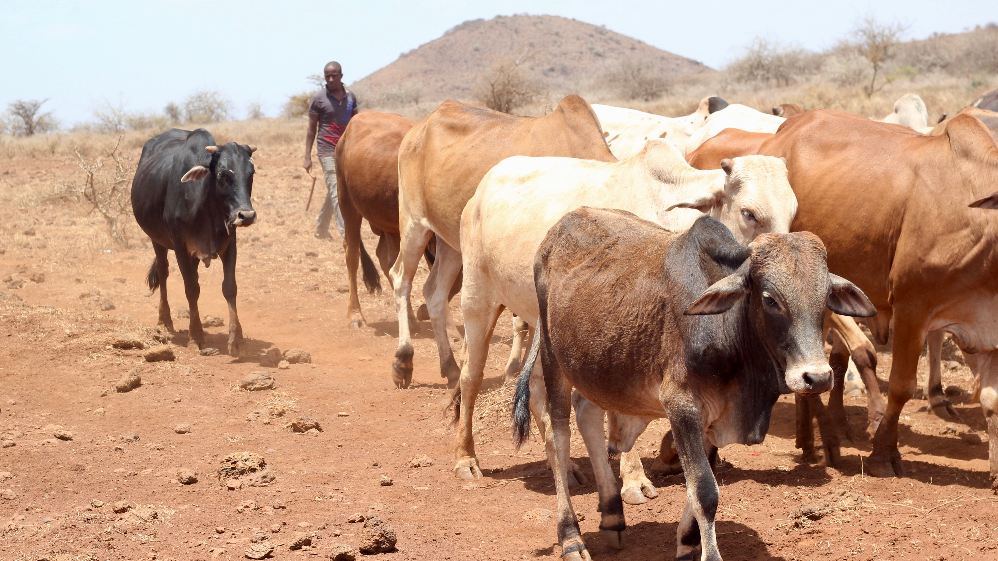 Early lean season in Southern Africa | Africa South of the Sahara