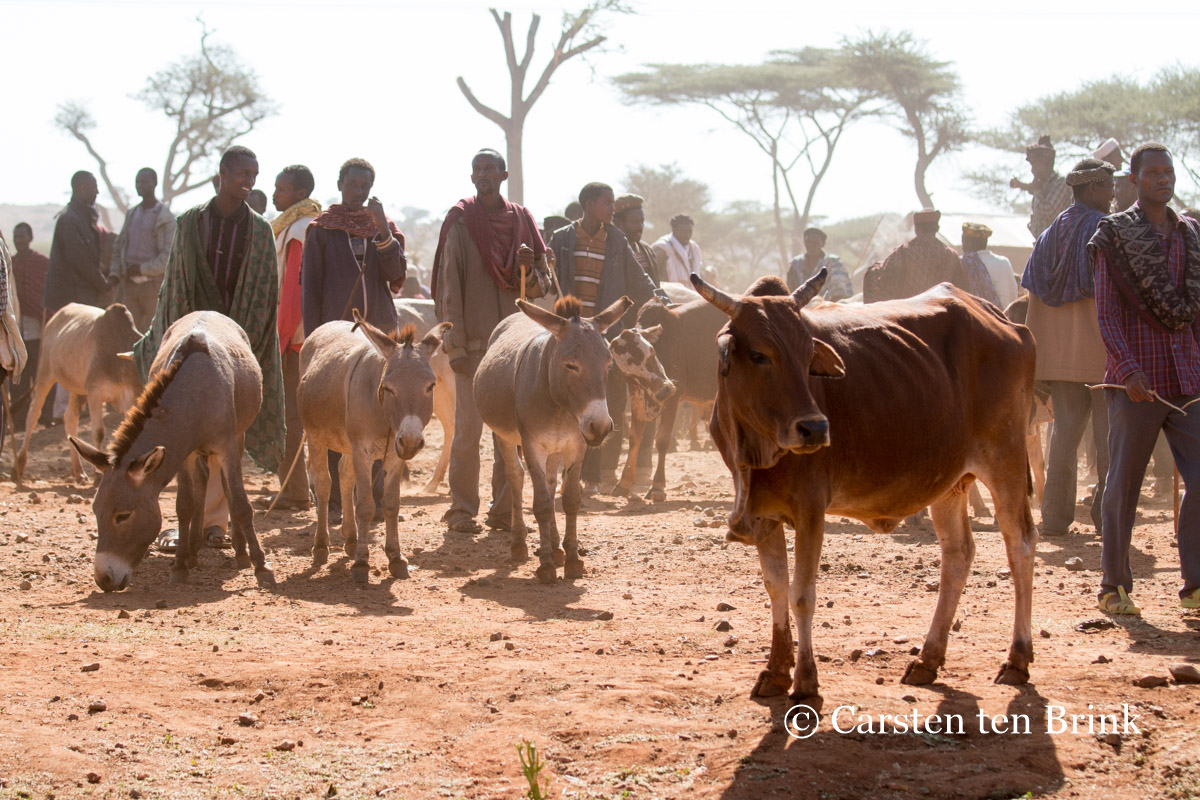Food Insecurity Intensifies in Ethiopia | Africa South of the Sahara