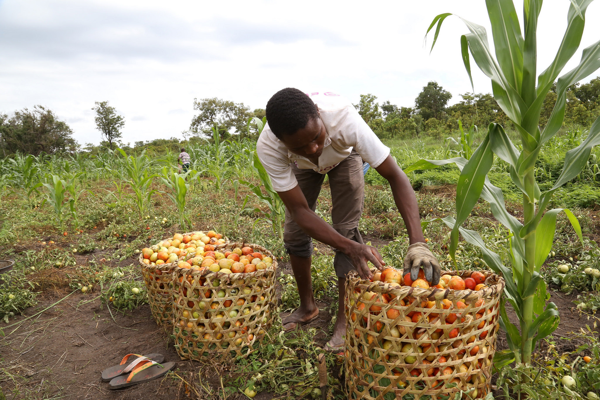 Contracts and Conflicts: Resolving Disputes to Improve Contract Farming ...