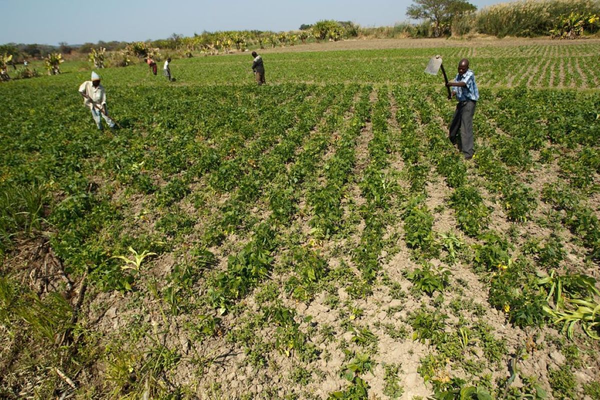 Summary of Virtual Dialogue: FSI for Food Access & Nutrition | Africa ...