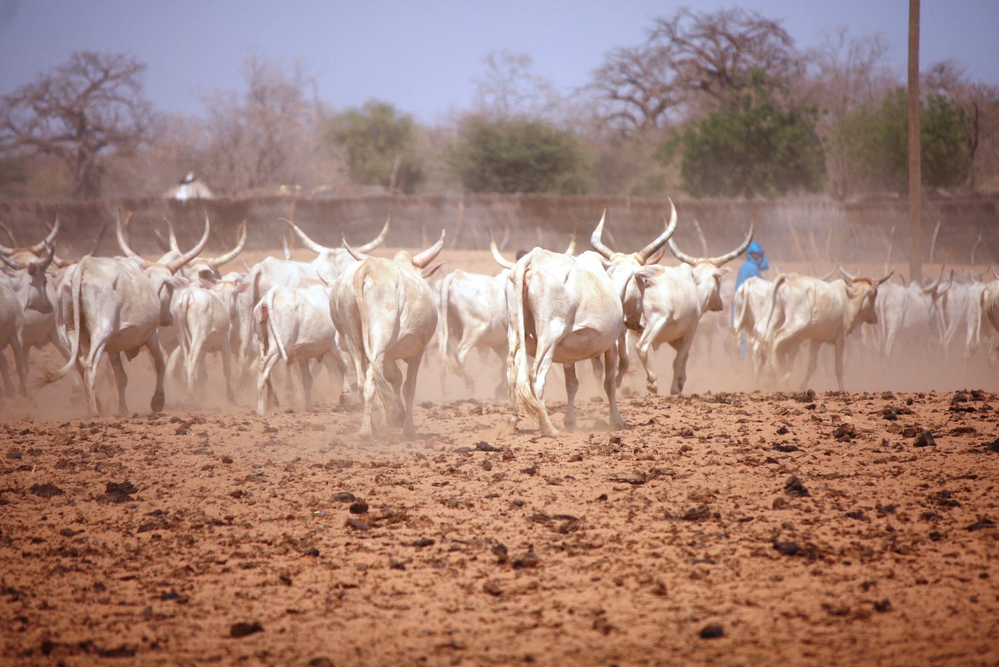 Acute Food Insecurity Expected To Rise In West Africa And The Sahel