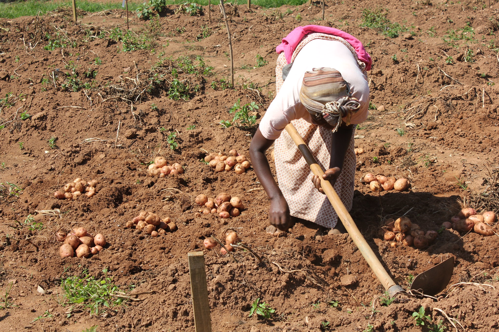 Tracking soil health managers in Uganda | Africa South of the Sahara